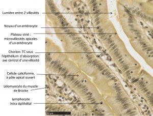 L’intestin grêle – LABORATOIRE D'HISTOLOGIE et D'EMBRYOLOGIE