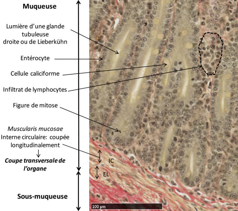 L’intestin grêle – LABORATOIRE D'HISTOLOGIE et D'EMBRYOLOGIE