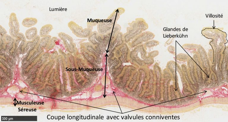 L’intestin grêle – LABORATOIRE D'HISTOLOGIE et D'EMBRYOLOGIE