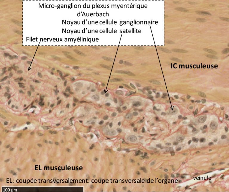 Le gros intestin – LABORATOIRE D'HISTOLOGIE et D'EMBRYOLOGIE