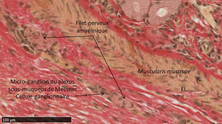 L’estomac – LABORATOIRE D'HISTOLOGIE et D'EMBRYOLOGIE