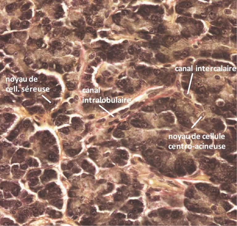 Le pancréas – LABORATOIRE D'HISTOLOGIE et D'EMBRYOLOGIE