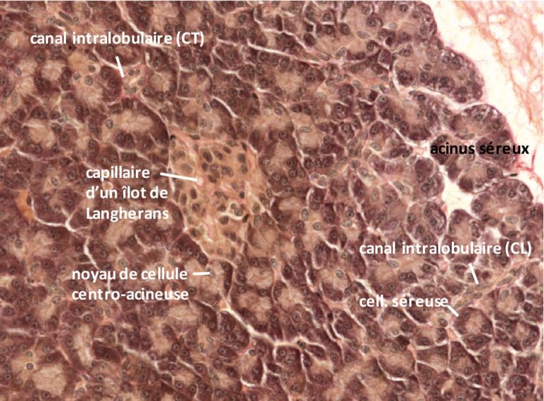 Le pancréas – LABORATOIRE D'HISTOLOGIE et D'EMBRYOLOGIE