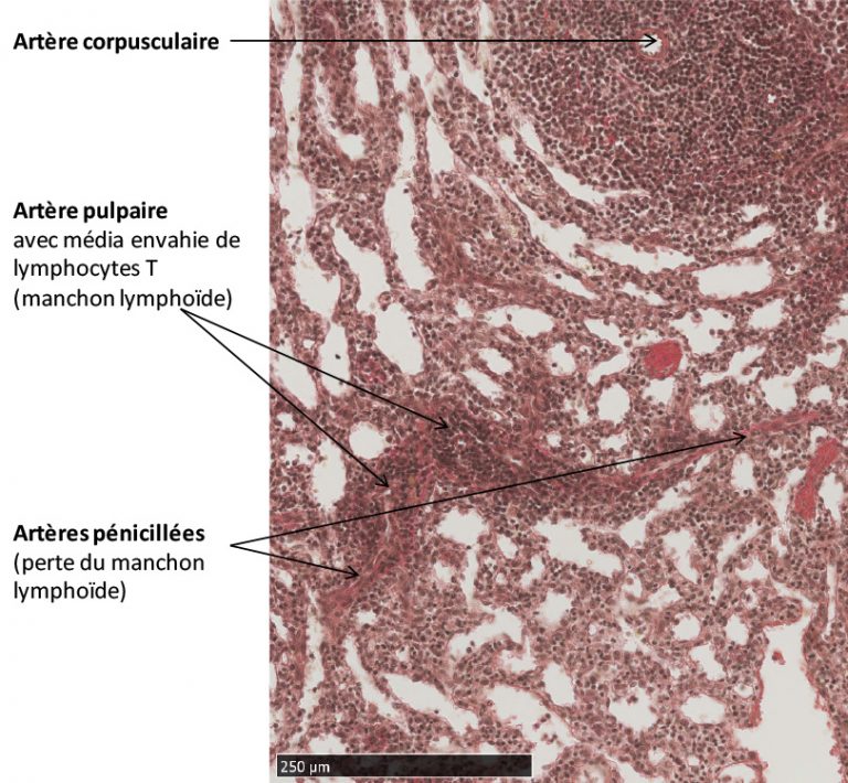 La rate – LABORATOIRE D'HISTOLOGIE et D'EMBRYOLOGIE