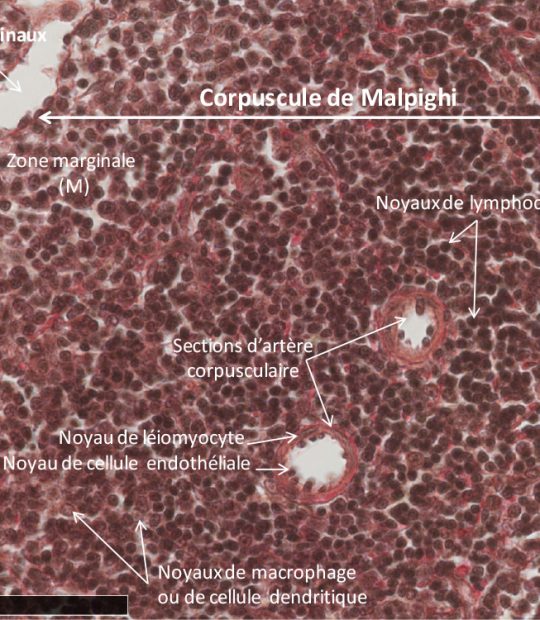 Les tissus et organes lymphoïdes – LABORATOIRE D'HISTOLOGIE et D ...