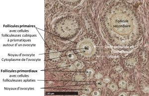 L’ovaire – LABORATOIRE D'HISTOLOGIE et D'EMBRYOLOGIE