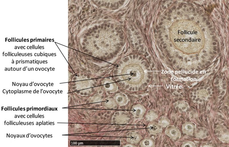 L’ovaire – LABORATOIRE D'HISTOLOGIE et D'EMBRYOLOGIE