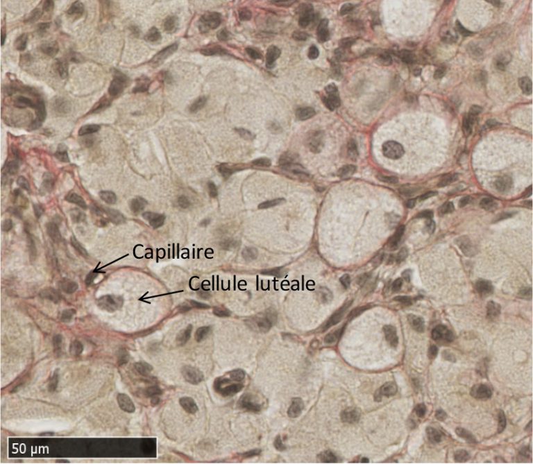 L’ovaire – LABORATOIRE D'HISTOLOGIE et D'EMBRYOLOGIE