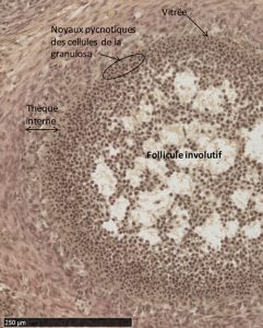 L’ovaire – LABORATOIRE D'HISTOLOGIE et D'EMBRYOLOGIE