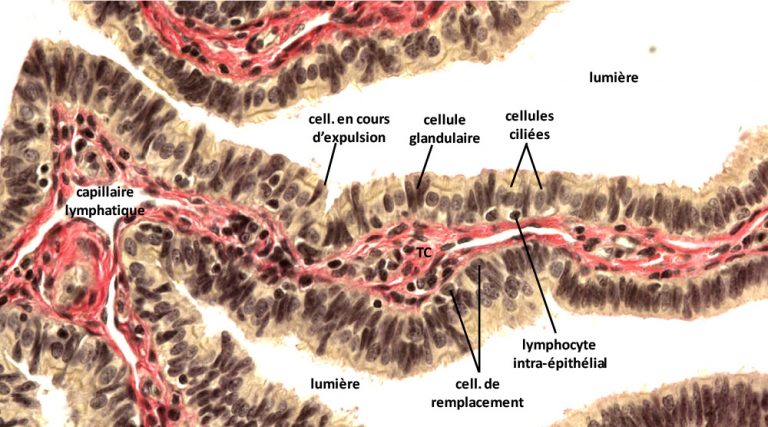 La trompe de Fallope – LABORATOIRE D'HISTOLOGIE et D'EMBRYOLOGIE