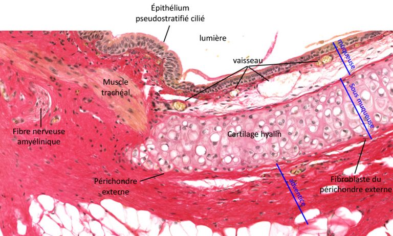 La trachée – LABORATOIRE D'HISTOLOGIE et D'EMBRYOLOGIE
