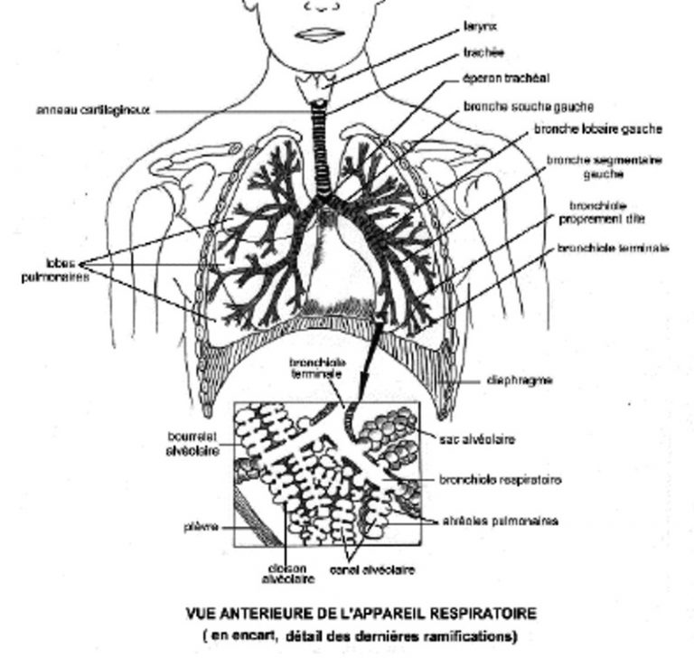 Rappels d’anatomie et de physiologie – L’appareil respiratoire – LABORATOIRE D'HISTOLOGIE et D ...