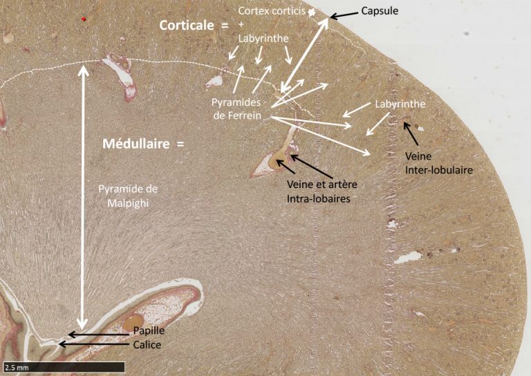 Le rein – LABORATOIRE D'HISTOLOGIE et D'EMBRYOLOGIE