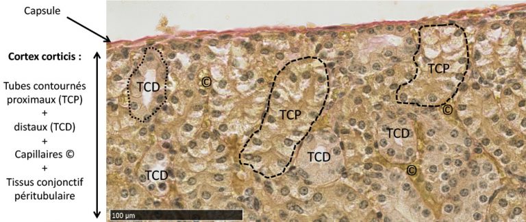 Le rein – LABORATOIRE D'HISTOLOGIE et D'EMBRYOLOGIE
