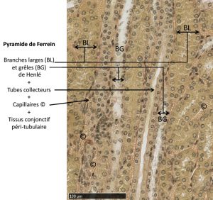 Le rein – LABORATOIRE D'HISTOLOGIE et D'EMBRYOLOGIE