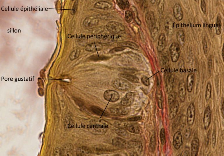 Les organes des sens : l’appareil gustatif – LABORATOIRE D'HISTOLOGIE ...