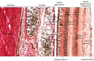 Les organes des sens : la rétine visuelle – LABORATOIRE D'HISTOLOGIE et ...