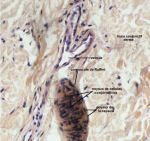 Les organes des sens : les mécanos-recepteurs sensoriels – LABORATOIRE ...