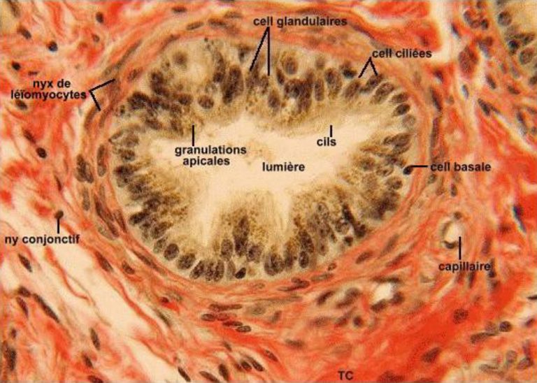 Rappels d’anatomie et de physiologie – L’appareil génital masculin ...