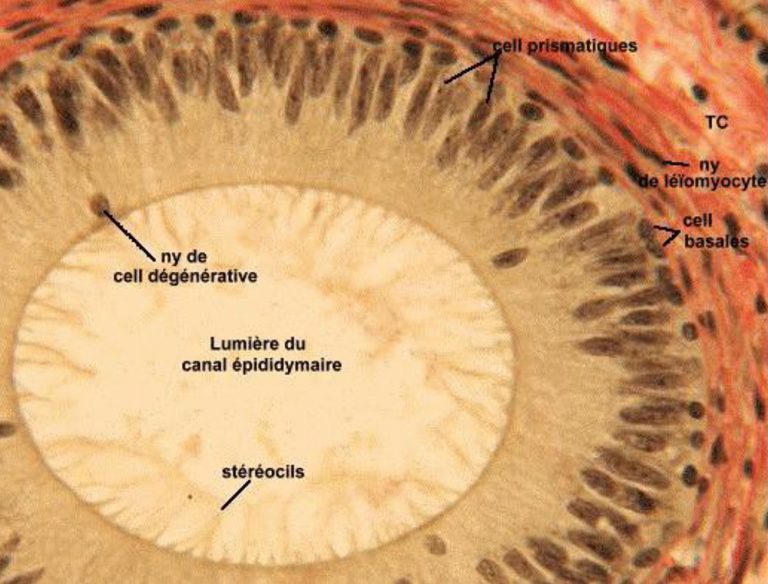 Rappels d’anatomie et de physiologie – L’appareil génital masculin ...