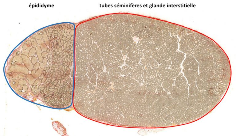 Le testicule – LABORATOIRE D'HISTOLOGIE et D'EMBRYOLOGIE