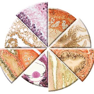 La rate – LABORATOIRE D'HISTOLOGIE et D'EMBRYOLOGIE